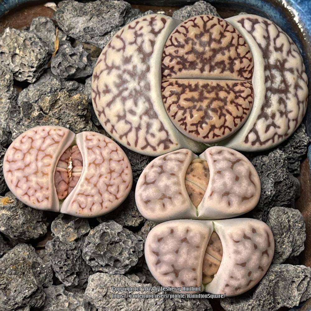 Photo of the entire plant of Living Stones (Lithops bromfieldii) posted ...