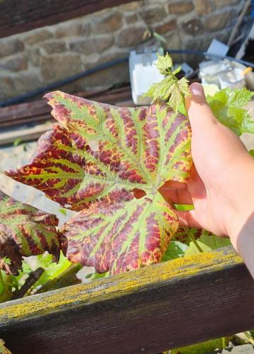 What's wrong with these grape leaves in the Ask a Question forum ...