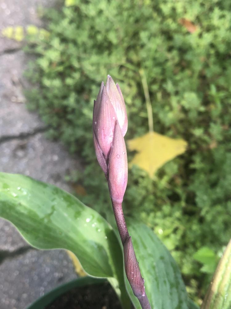 Photo of the closeup of buds, sepals and receptacles of Hosta ...