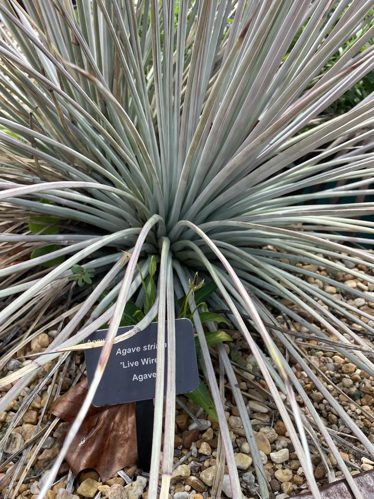 Photo of the entire plant of Hedgehog Agave (Agave stricta 'Live Wires ...