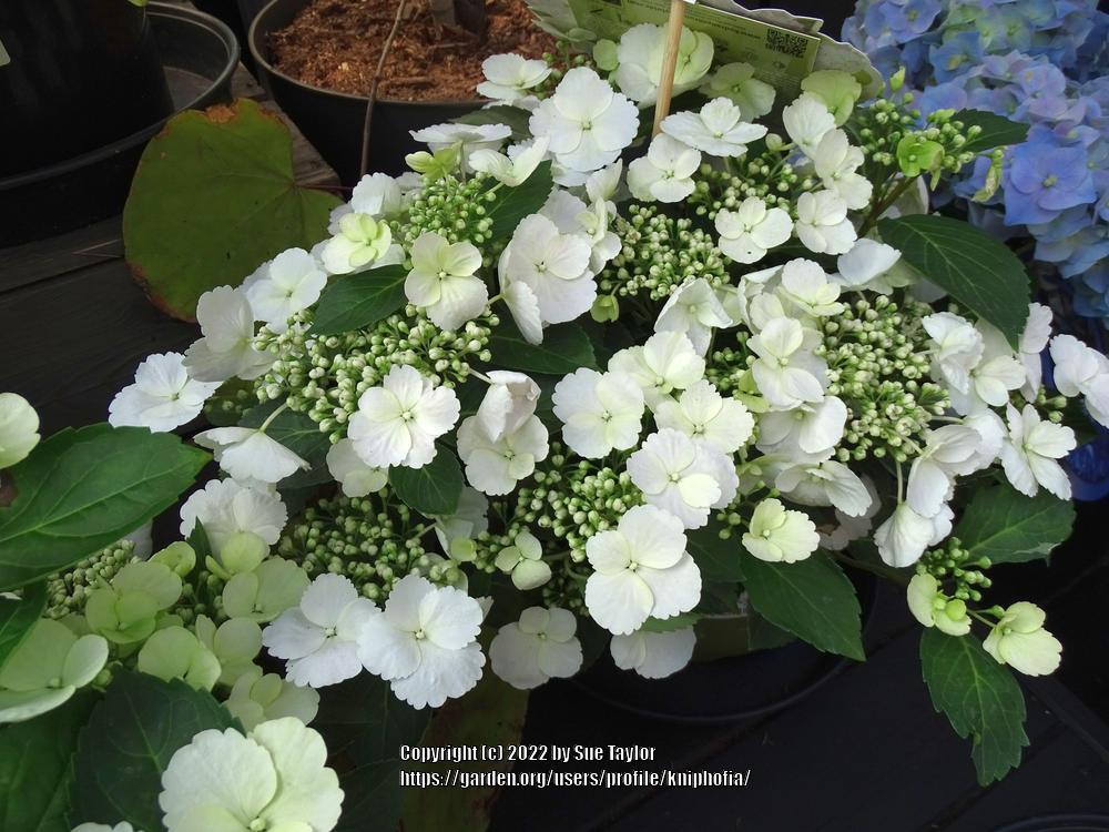 Photo of the bloom of Cascade Hydrangea (Hydrangea Runaway Bride® Snow ...