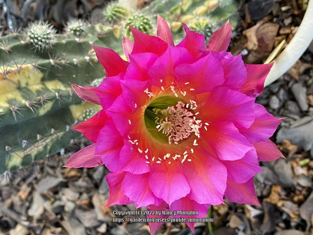 Photo of the bloom of Echinopsis Hybrid (Echinopsis 'Yes!') posted by ...