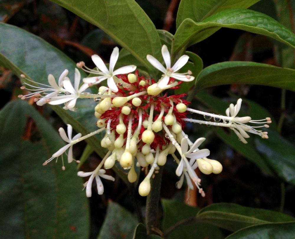 Photo of the bloom of Nodding Witch's Tongue (Clerodendrum deflexum ...