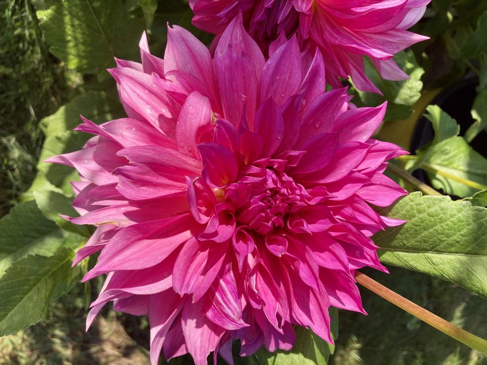Photo of the bloom of Dahlia 'Cafe au Lait Rose' posted by sucrose ...