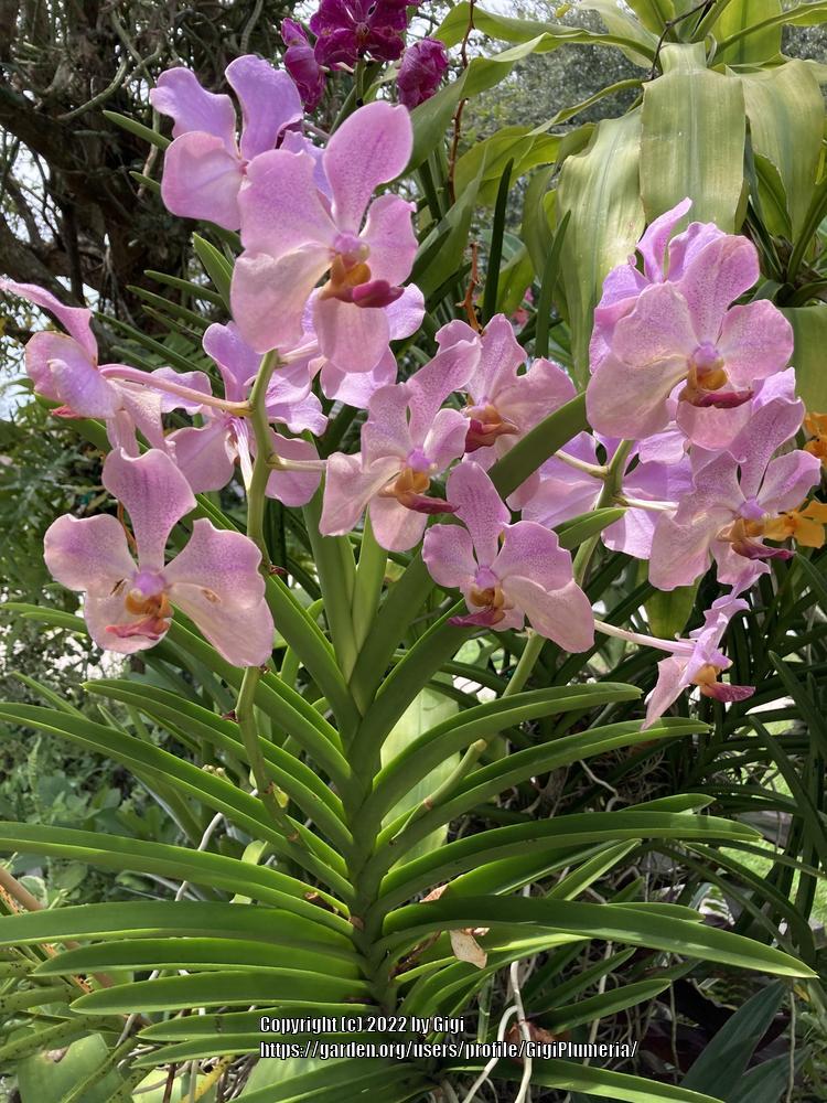 Photo of the bloom of Orchid (Vanda) posted by GigiPlumeria - Garden.org