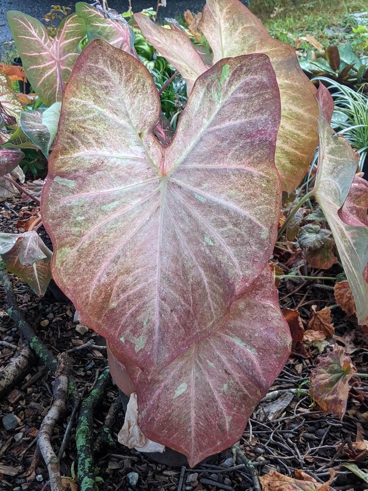 Photo of the leaves of Fancy-Leaf Caladium (Caladium 'Creme Brulee ...