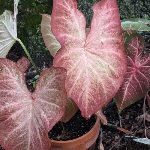 Fancy-Leaf Caladium (Caladium 'Creme Brulee') in the Caladiums Database ...