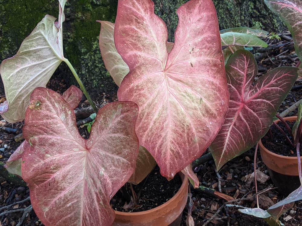 Fancy-Leaf Caladium (Caladium 'Creme Brulee') in the Caladiums Database ...