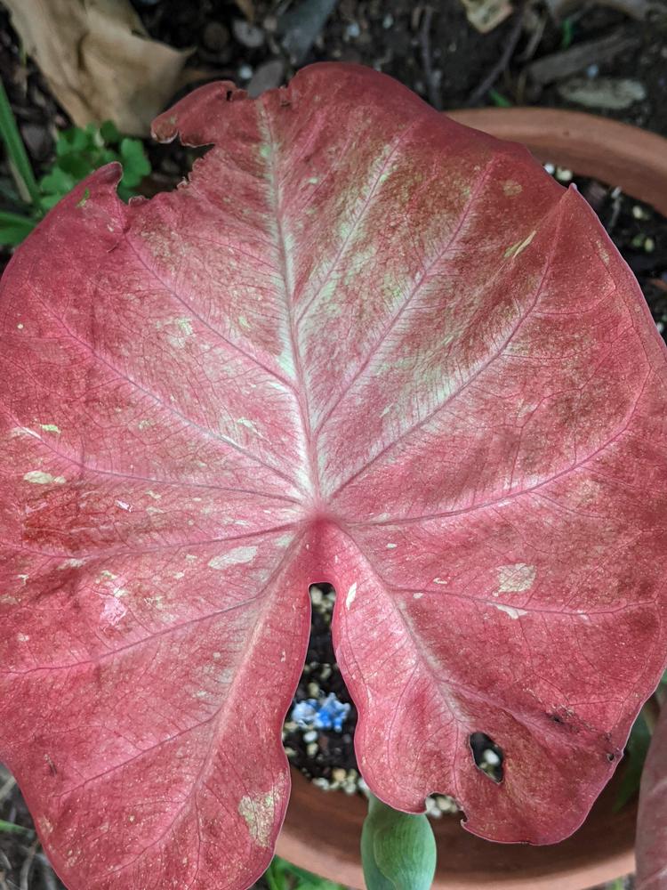 Photo of the leaves of Fancy-Leaf Caladium (Caladium 'Creme Brulee ...
