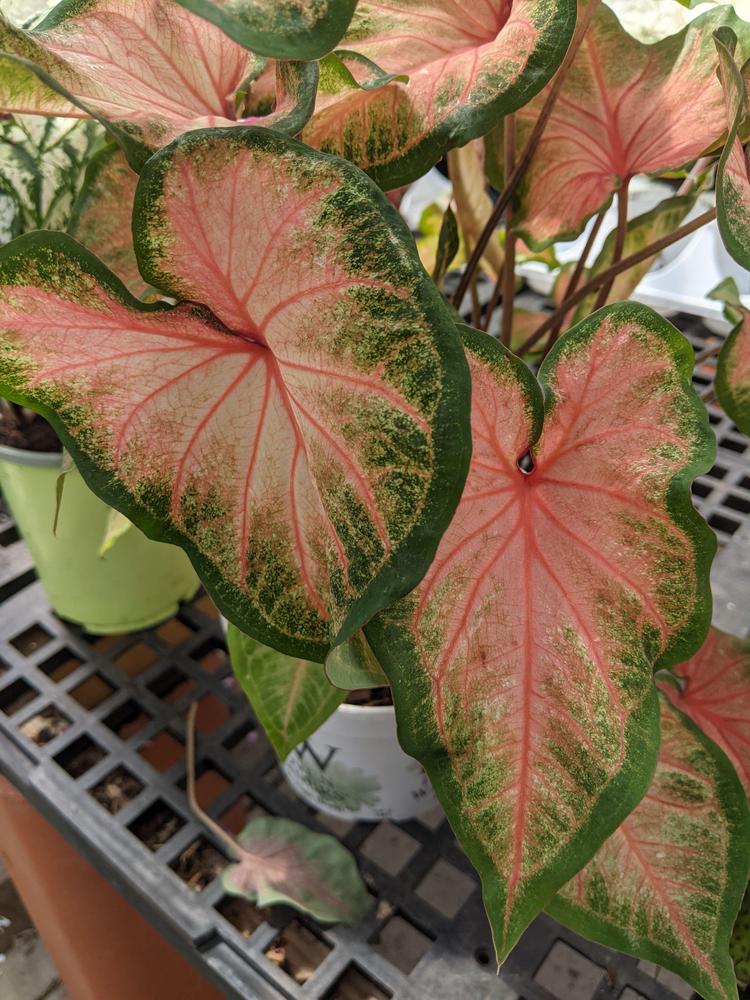 Photo of the leaves of Lance-leaf Caladium (Caladium Heart to Heart ...