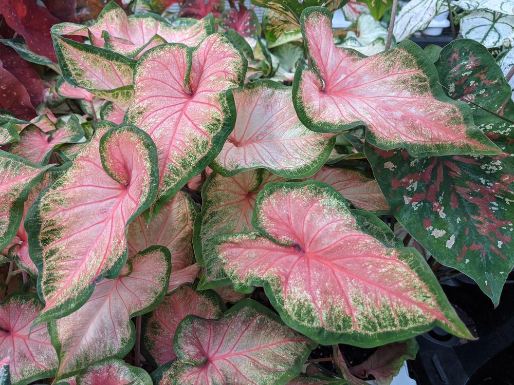 Photo of the leaves of Lance-leaf Caladium (Caladium Heart to Heart ...