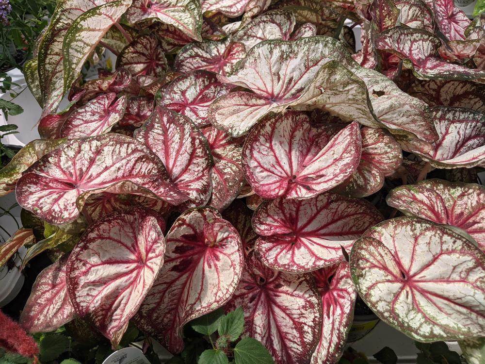 Caladium Heart to Heart™ Xplosion in the Caladiums Database - Garden.org