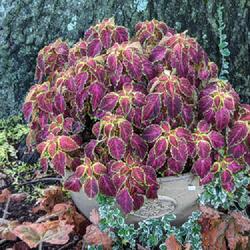 Coleus (Coleus scutellarioides PartyTime™ Ruby Punch) in the Coleus ...