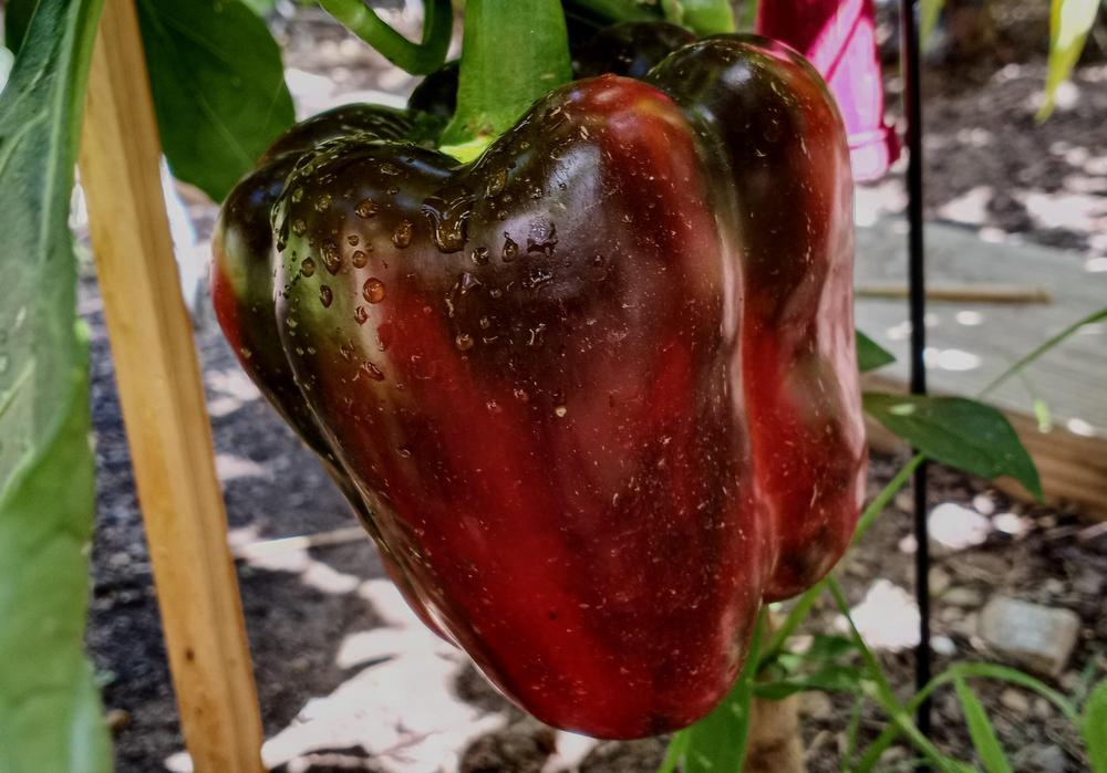 Photo of the fruit of Peppers (Capsicum) posted by StefanoPip - Garden.org