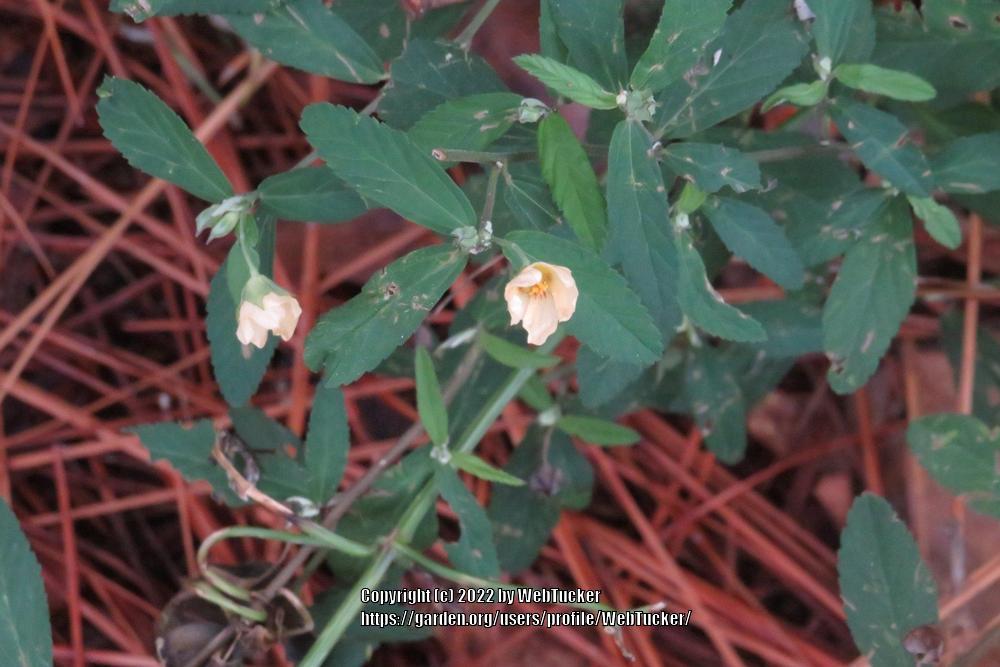 Photo of the entire plant of Fanpetals (Sida) posted by WebTucker ...