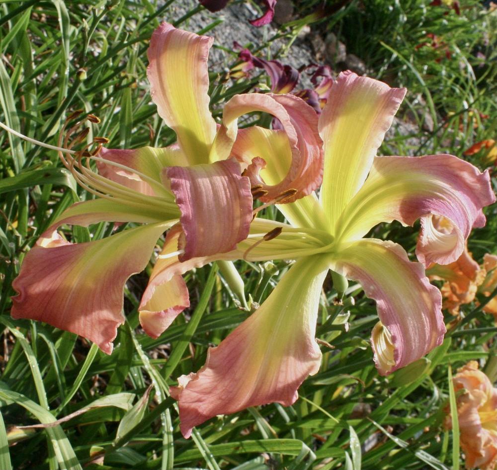 Photo of the bloom of Daylily (Hemerocallis 'Mr and Mrs Bubbs') posted ...