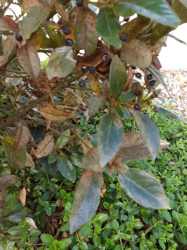 Bay tree leaves falling in the Ask a Question forum - Garden.org