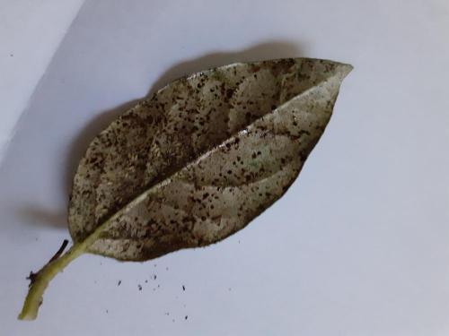 Bay tree leaves falling in the Ask a Question forum - Garden.org