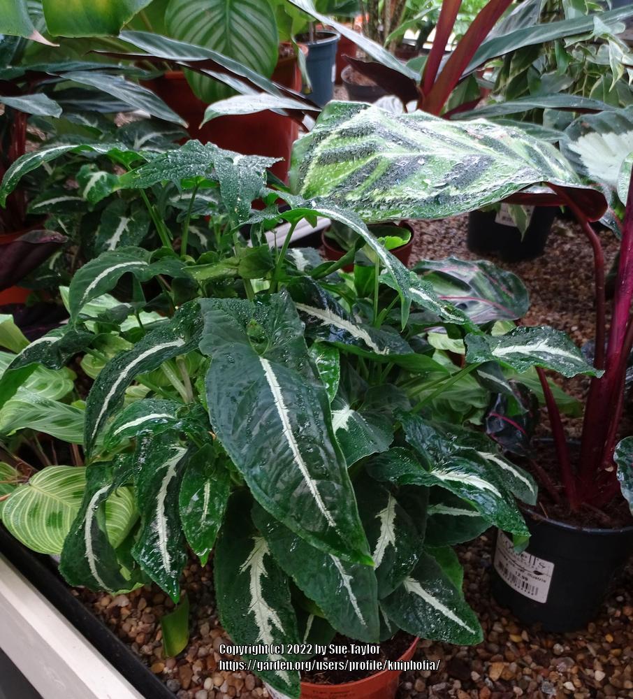 Photo of the entire plant of Nephthytis (Syngonium wendlandii) posted ...