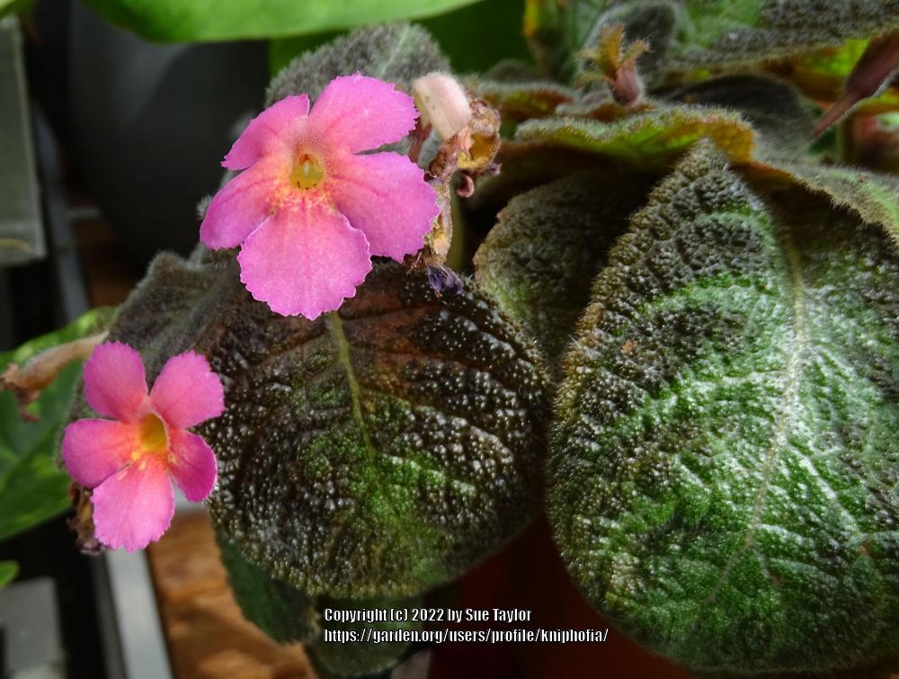 Episcia (Episcia cupreata 'Pink Panther') - Garden.org