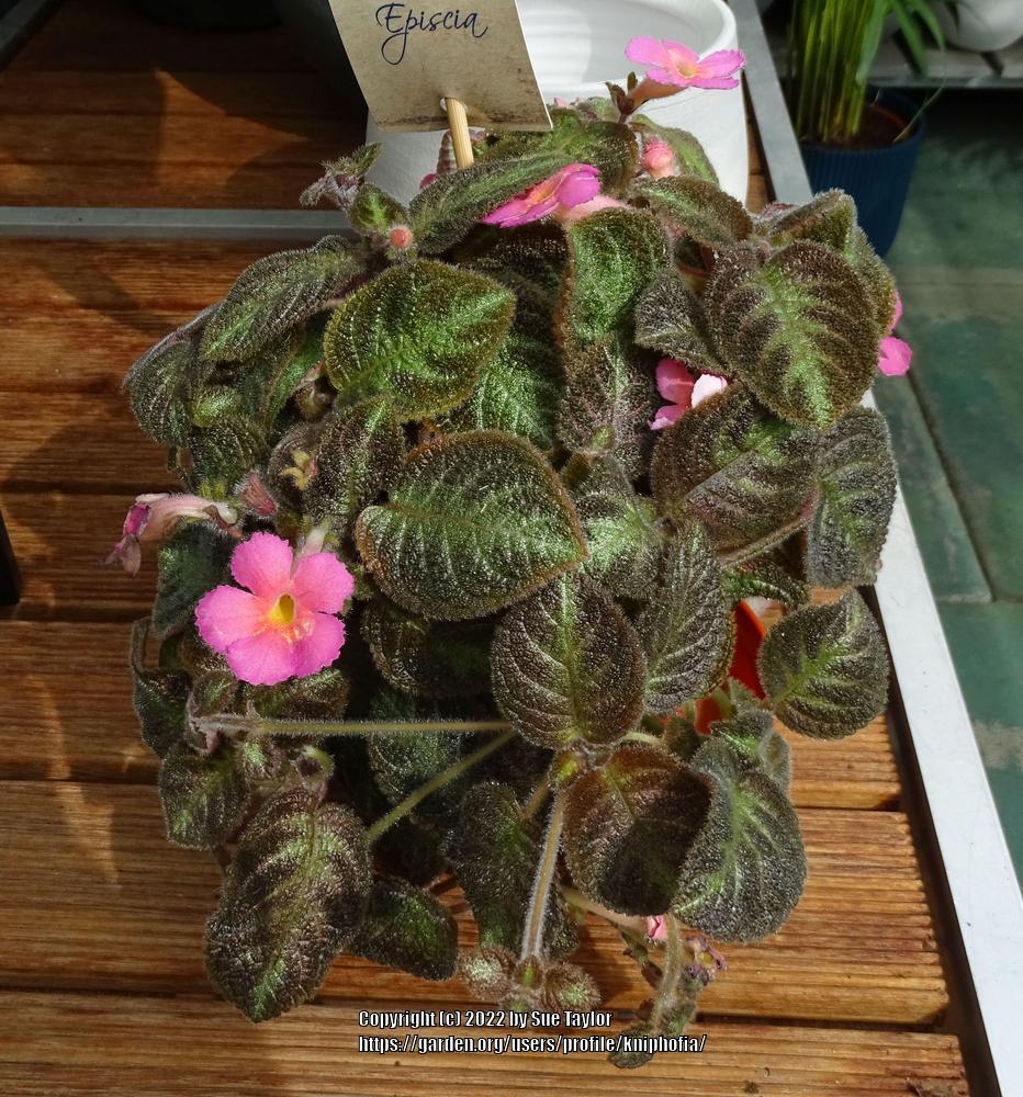 Photo of the entire plant of Episcia (Episcia cupreata 'Pink Panther ...