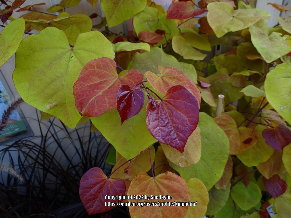 Photo of the leaves of Eastern Redbud (Cercis canadensis Flame Thrower ...