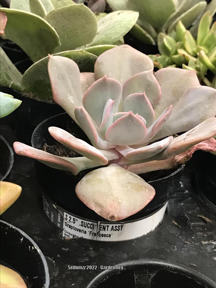 Photo of the entire plant of Graptoveria (XGraptoveria 'Francesca ...