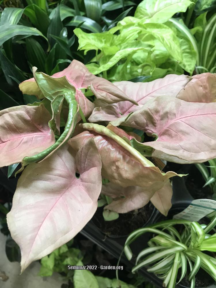 Photo of the entire plant of African Evergreen (Syngonium podophyllum ...