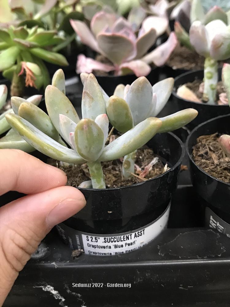 Photo of the entire plant of Graptosedum (XGraptosedum 'Francesco Baldi ...