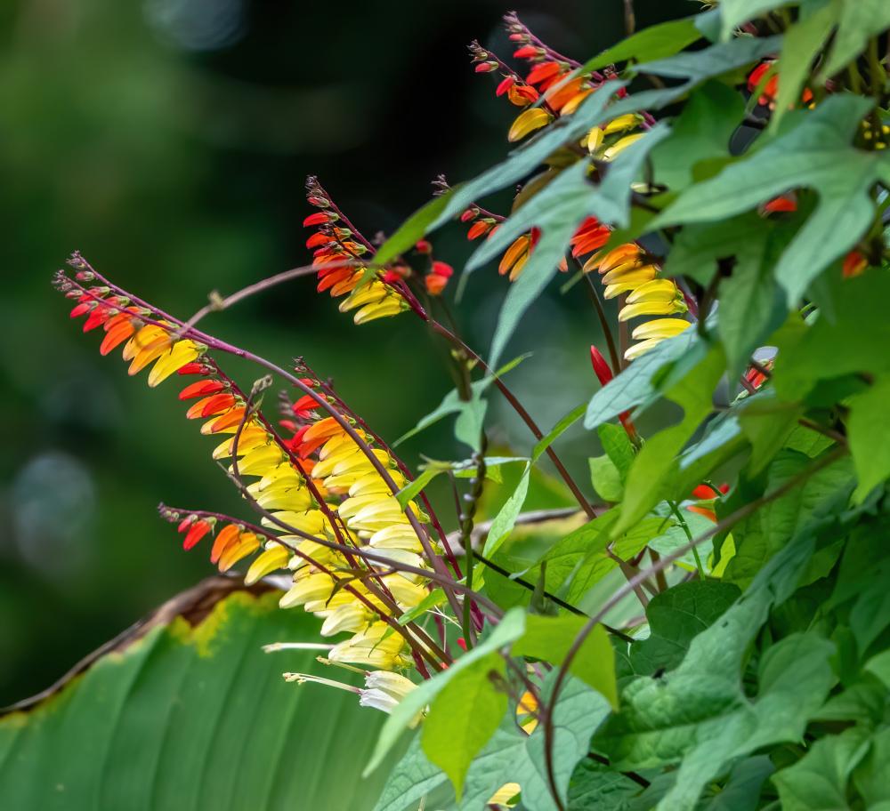 Photo of the bloom of Firecracker Vine (Ipomoea lobata) posted by Murky ...