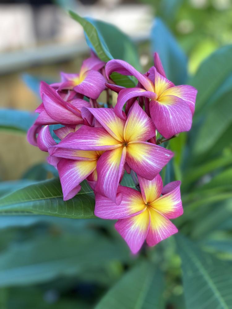Photo of the bloom of Plumeria (Plumeria rubra 'Raspberry Sundae ...