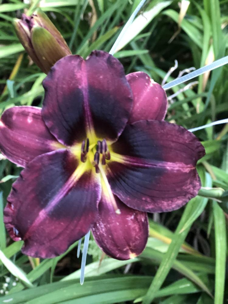 Photo of the bloom of Daylily (Hemerocallis 'Darth Ciduous') posted by ...