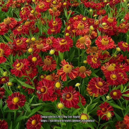Sneezeweed (Helenium autumnale Mariachi™ Ranchera) - Garden.org