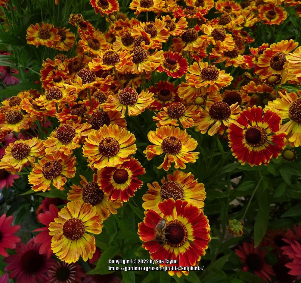 Photo of the bloom of Sneezeweed (Helenium autumnale Mariachi™ Fuego ...