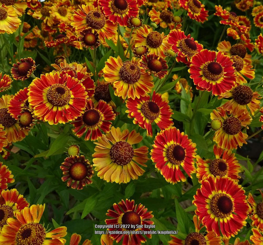 Photo of the bloom of Sneezeweed (Helenium autumnale Mariachi™ Fuego ...