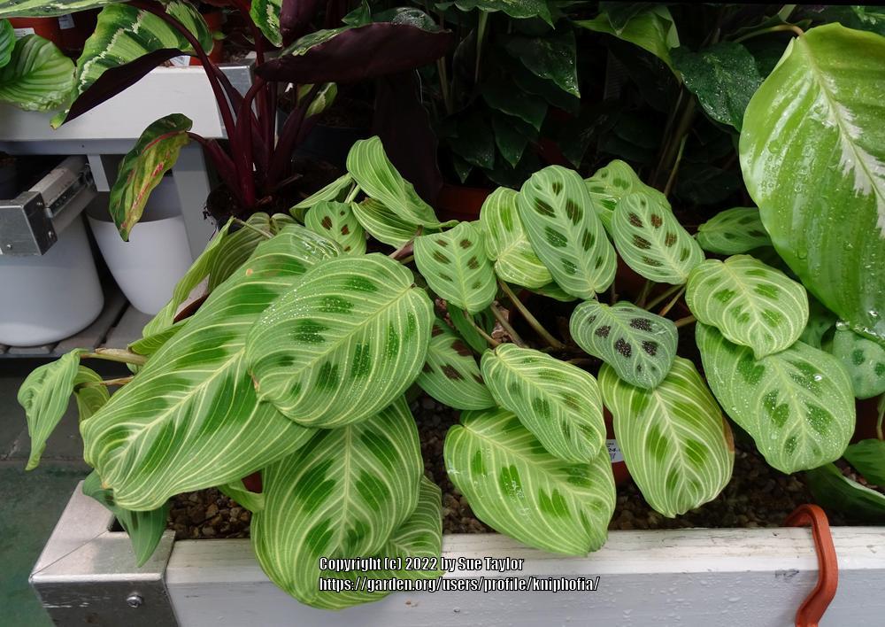 Photo of the entire plant of Prayer Plant (Maranta leuconeura 'Fantasy ...