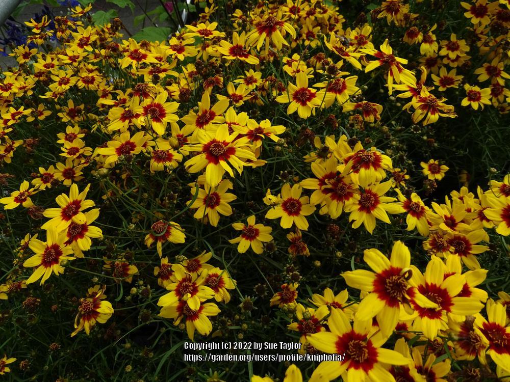 Photo of the bloom of Threadleaf Coreopsis (Gyrophyllum verticillatum ...