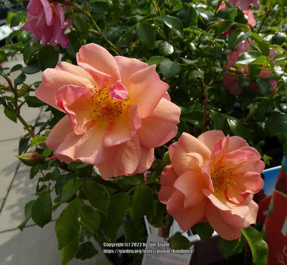 Photo of the bloom of Rose (Rosa 'Aprikola') posted by kniphofia ...