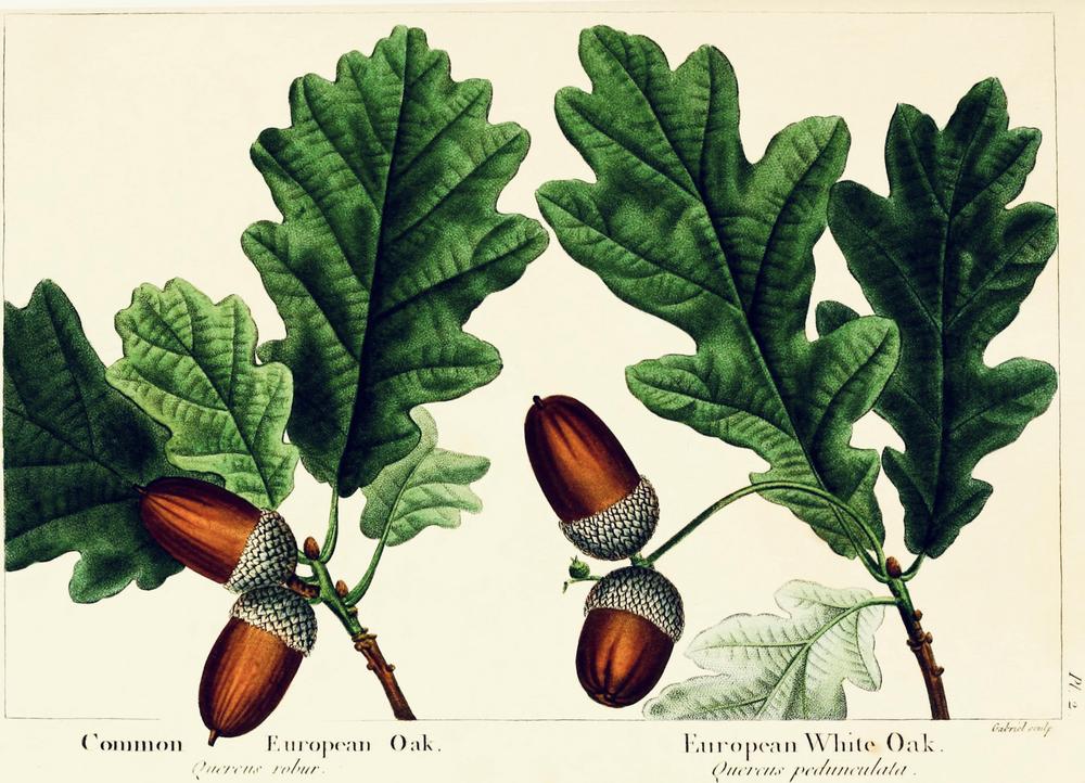Photo of the documentation of European White Oak (Quercus robur subsp. robur) posted by ...