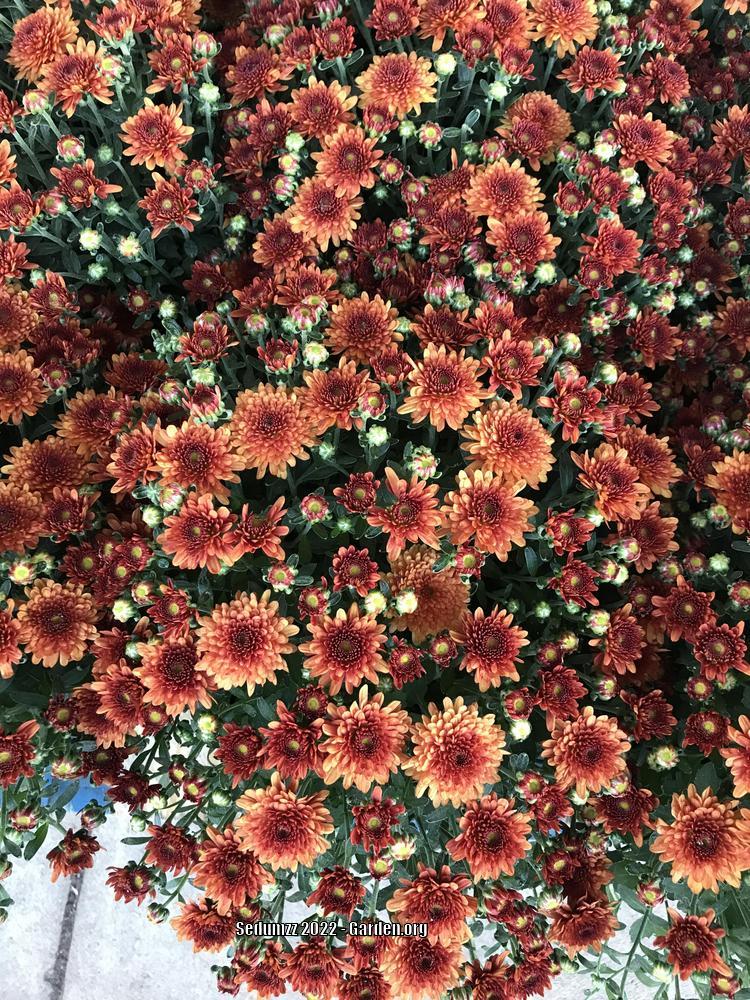Photo of the entire plant of Garden Mum (Chrysanthemum x morifolium ...
