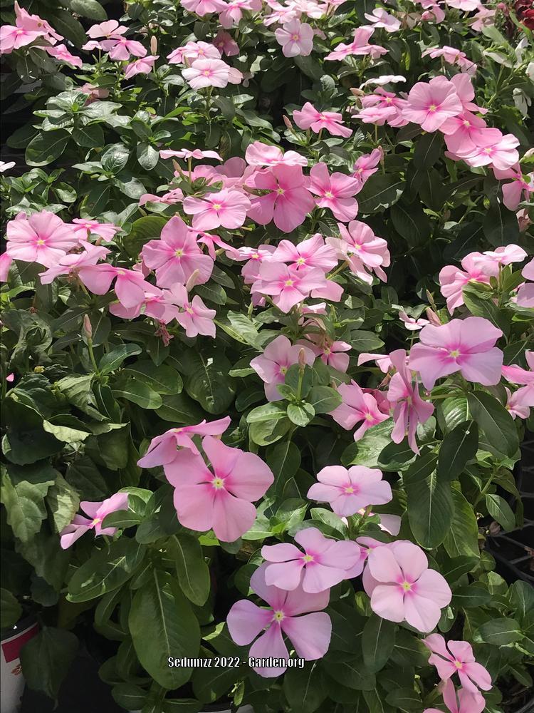 Photo of the entire plant of Vinca (Catharanthus roseus Titan™ Icy Pink ...
