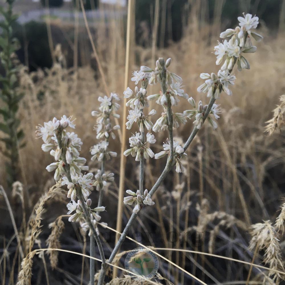 Photo of the bloom of Redroot Buckwheat (Eriogonum racemosum) posted by ...
