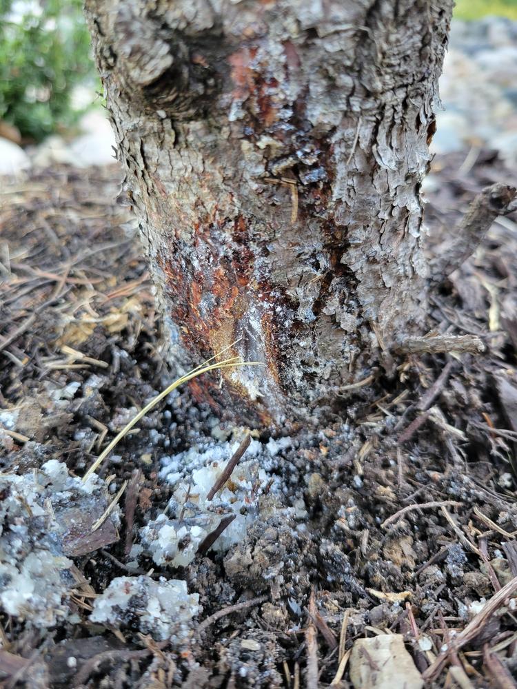 Picea Mariana wellspire in the Ask a Question forum - Garden.org