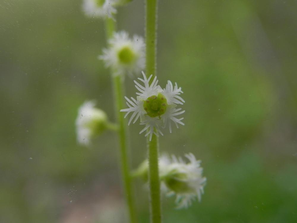 Photo of the bloom of Bishop's Cap (Mitella diphylla) posted by SL ...