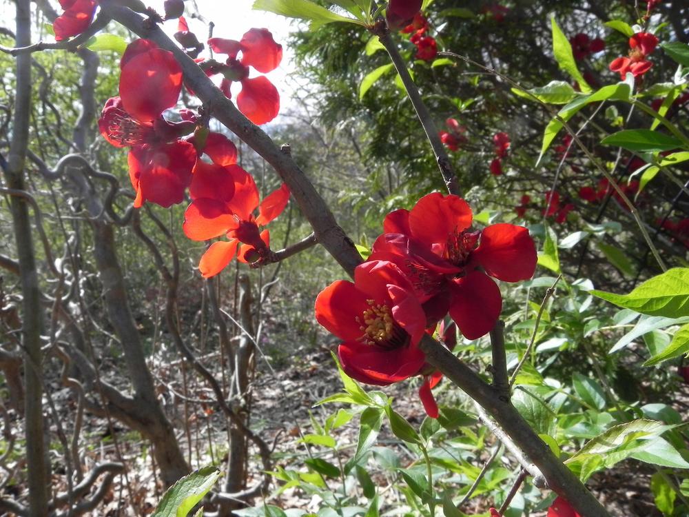 Photo of the bloom of Flowering Quince (Chaenomeles speciosa 'Spitfire ...