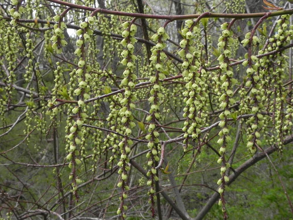 Photo of the bloom of Stachyurus (Stachyurus praecox) posted by SL ...