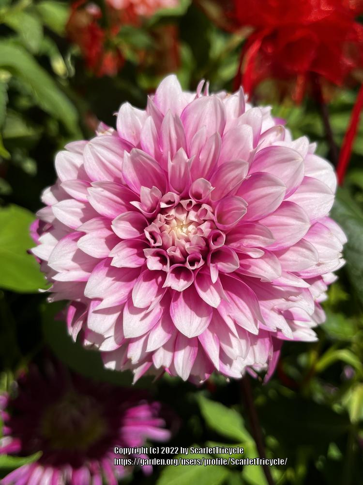 Photo of the bloom of Dahlia 'Amelia Bedelia' posted by ScarletTricycle ...