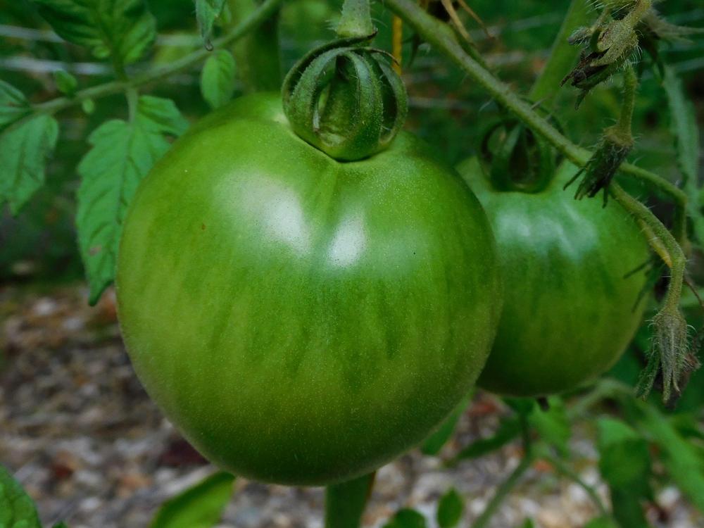 Photo of the fruit of Tomato (Solanum lycopersicum 'Ultra Boy') posted ...