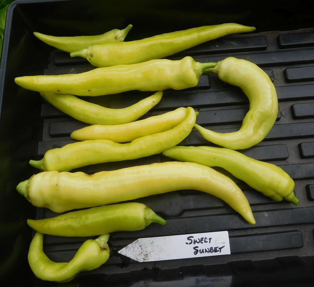 Photo of the fruit of Pepper (Capsicum annuum 'Sweet Sunset') posted by ...