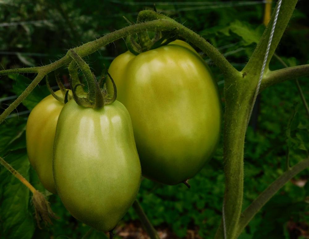 Photo of the fruit of Tomato (Solanum lycopersicum 'Burpee's Gladiator ...